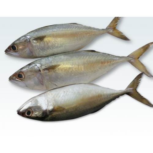 അയല 1 kg (Net Weight up to 750 g) – Shysha